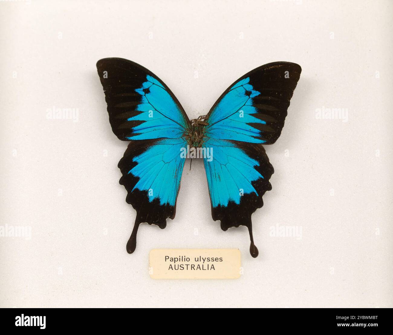 Mounted pinned Papilio Ulysses butterfly from Australia in display case ...
