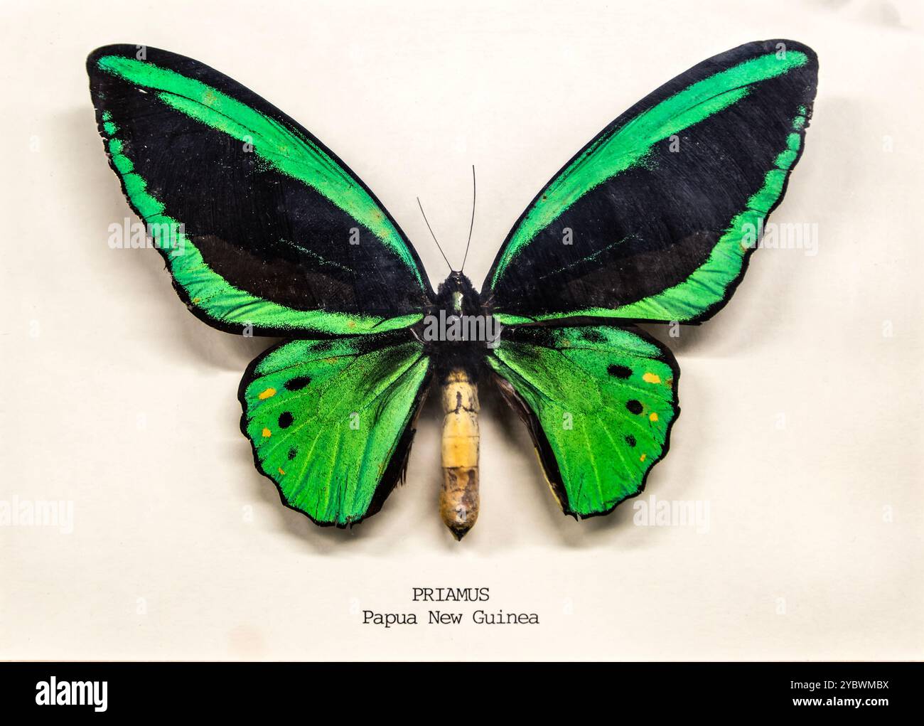 Mounted pinned Priamus butterfly from Papua New Guinea in display case ...