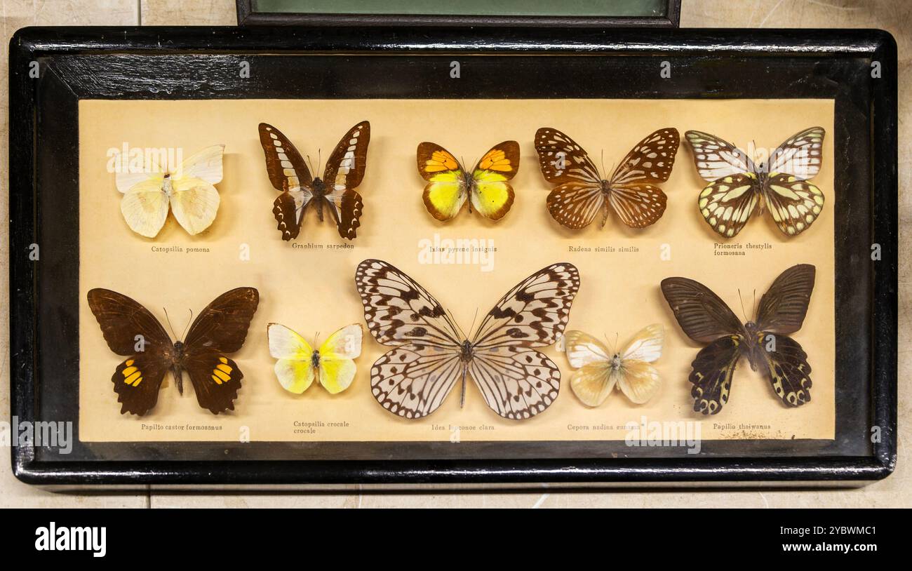 Mounted tropical butterflies in display case Stock Photo - Alamy