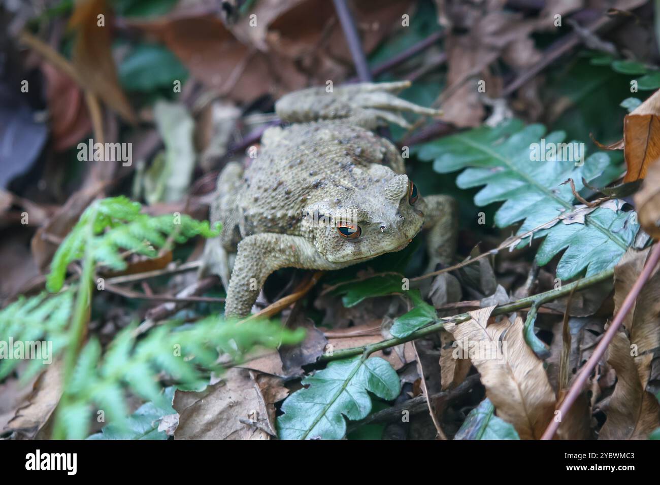 A well-camouflaged Asian toad (Bufo bankorensis) rests among fallen ...