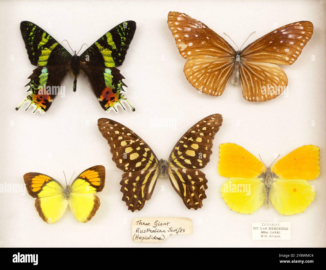 Mounted butterflies in display case, three giant Australian swifts ...