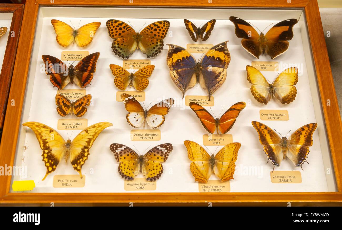Mounted tropical butterflies in display case identified by Latin ...