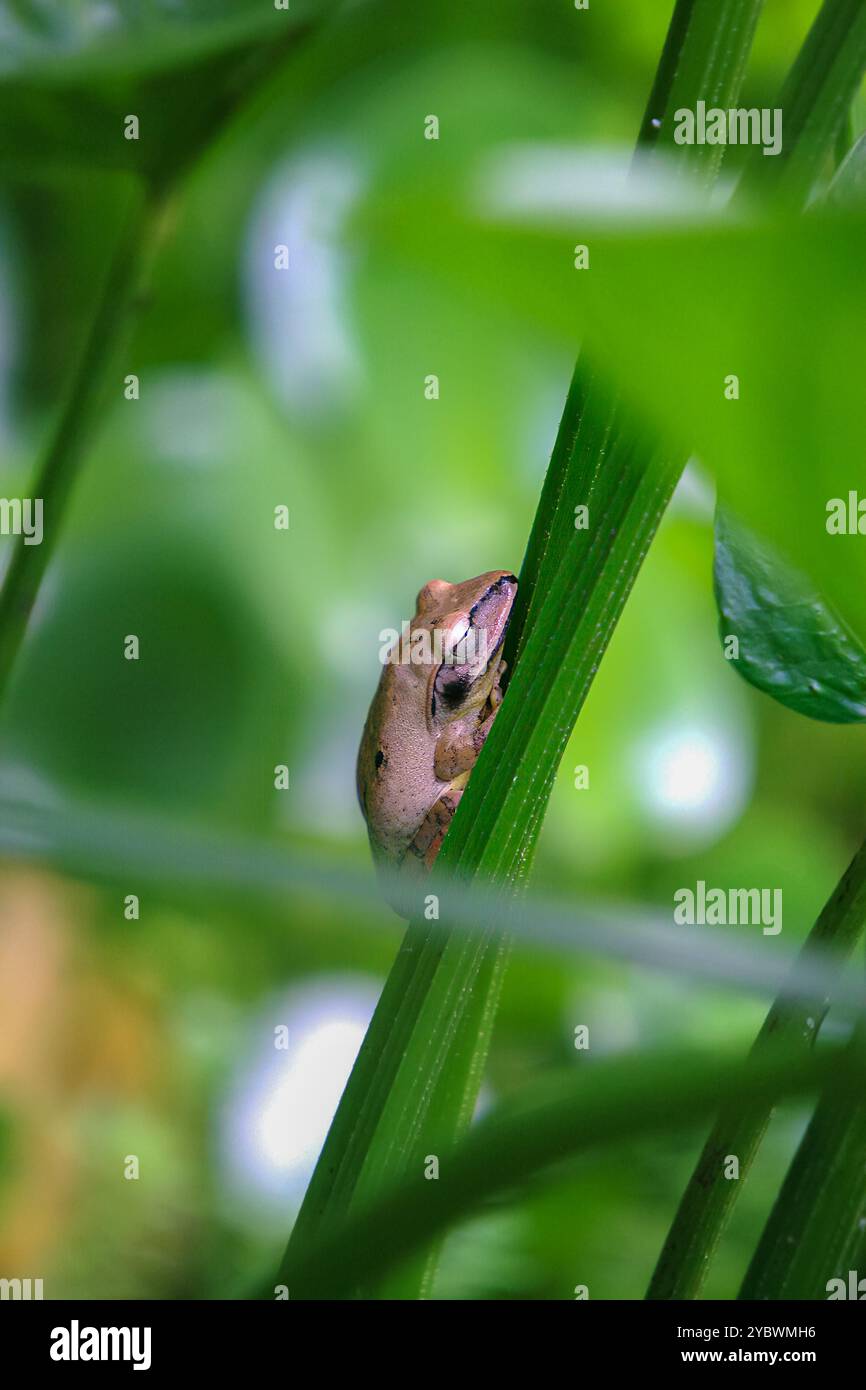 The spotted-legged tree frog, or Brauer's tree frog, is perfectly ...