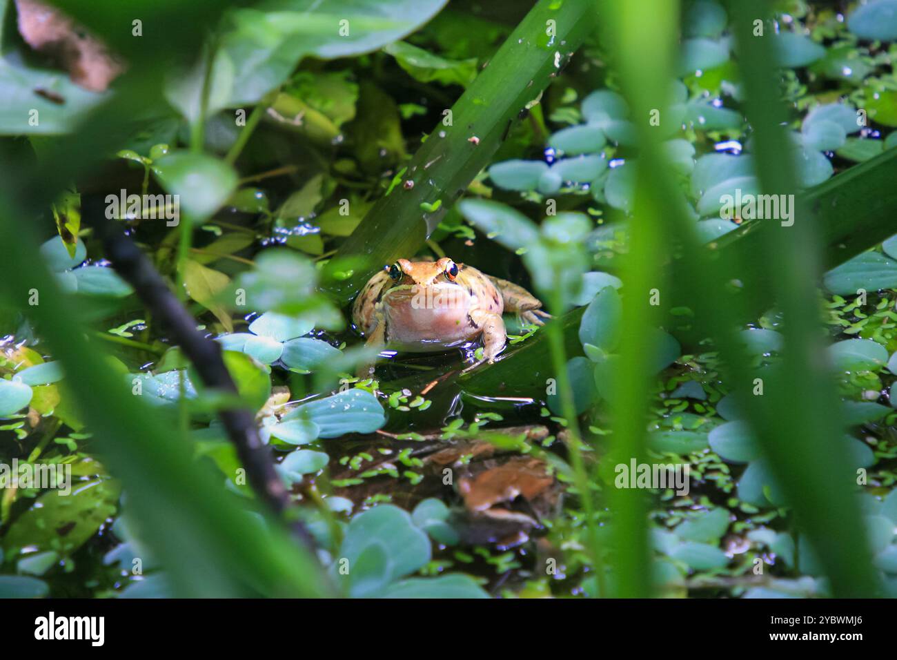 An olive frog (Nidirana adenopleura) with its vocal sac inflated, ready ...