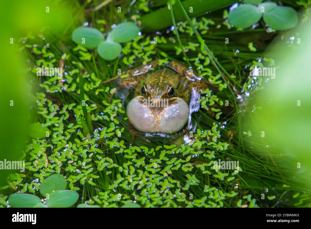 An olive frog (Nidirana adenopleura) with its vocal sac inflated, ready ...