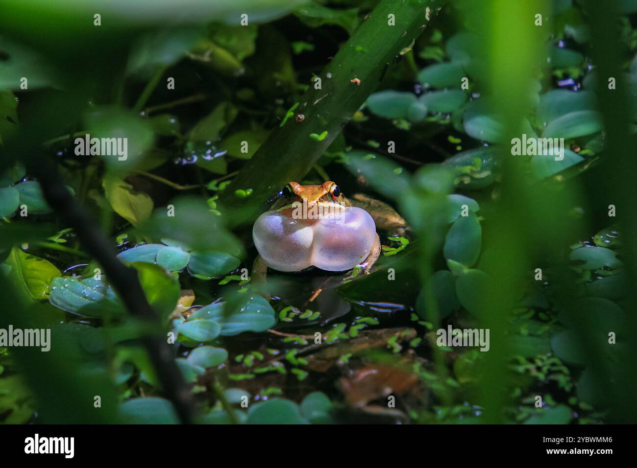 An olive frog (Nidirana adenopleura) with its vocal sac inflated, ready ...
