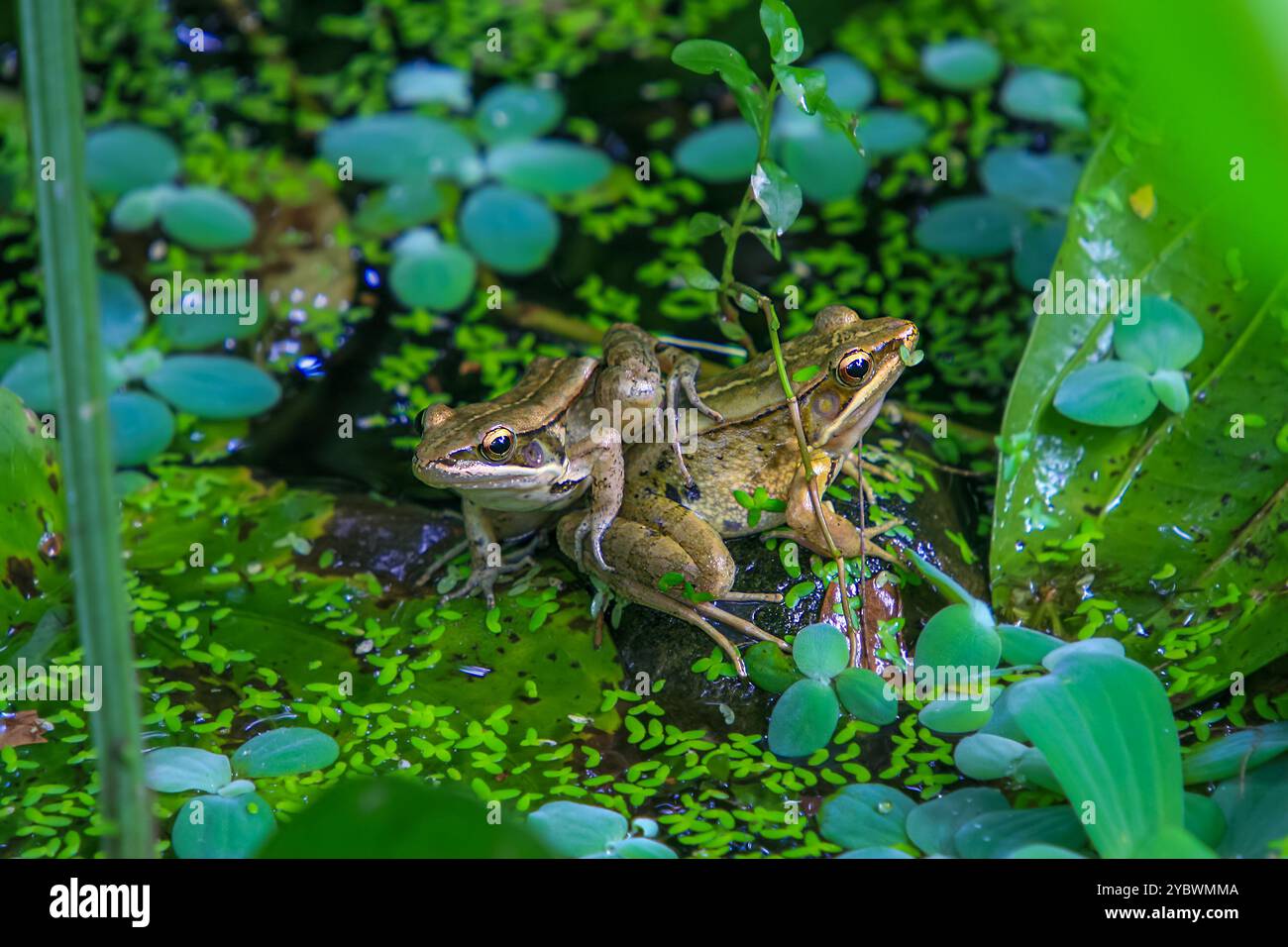 A pair of olive frogs (Nidirana adenpleura) perch on a rock in a pond ...