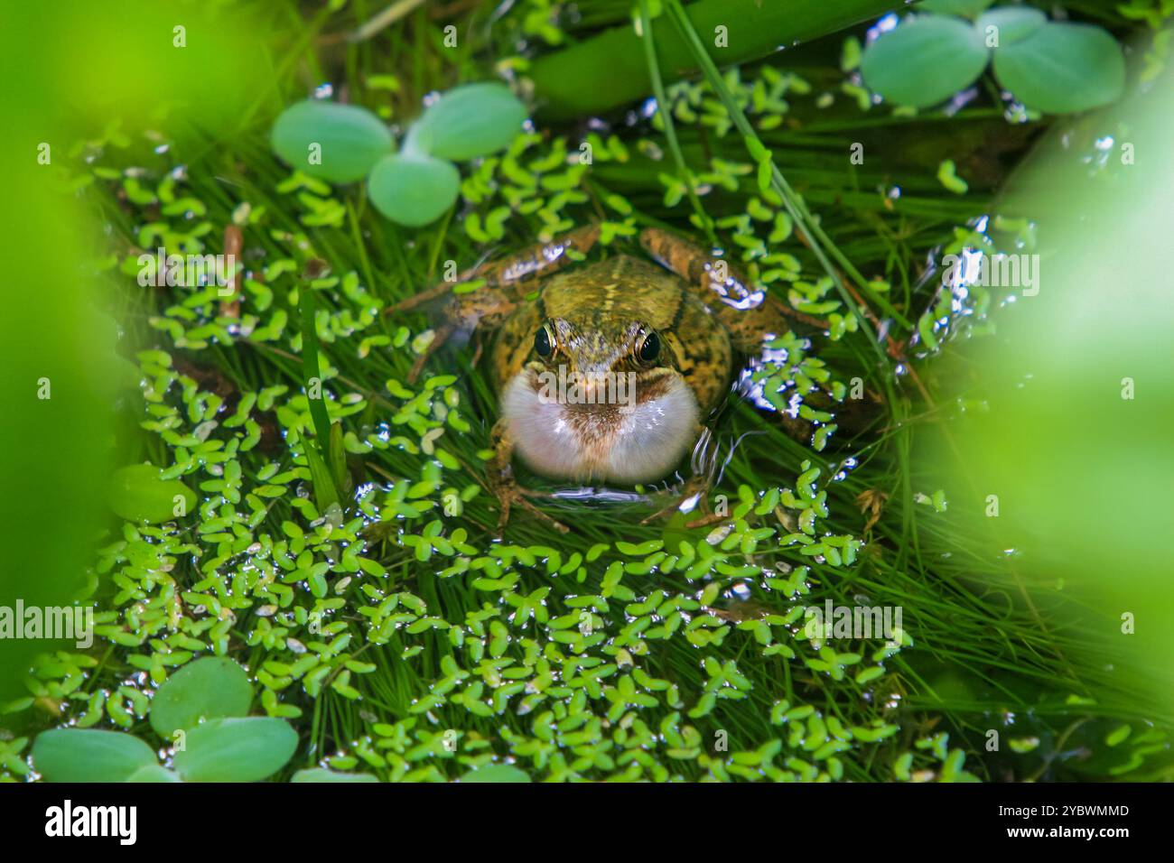 An olive frog (Nidirana adenopleura) with its vocal sac inflated, ready ...