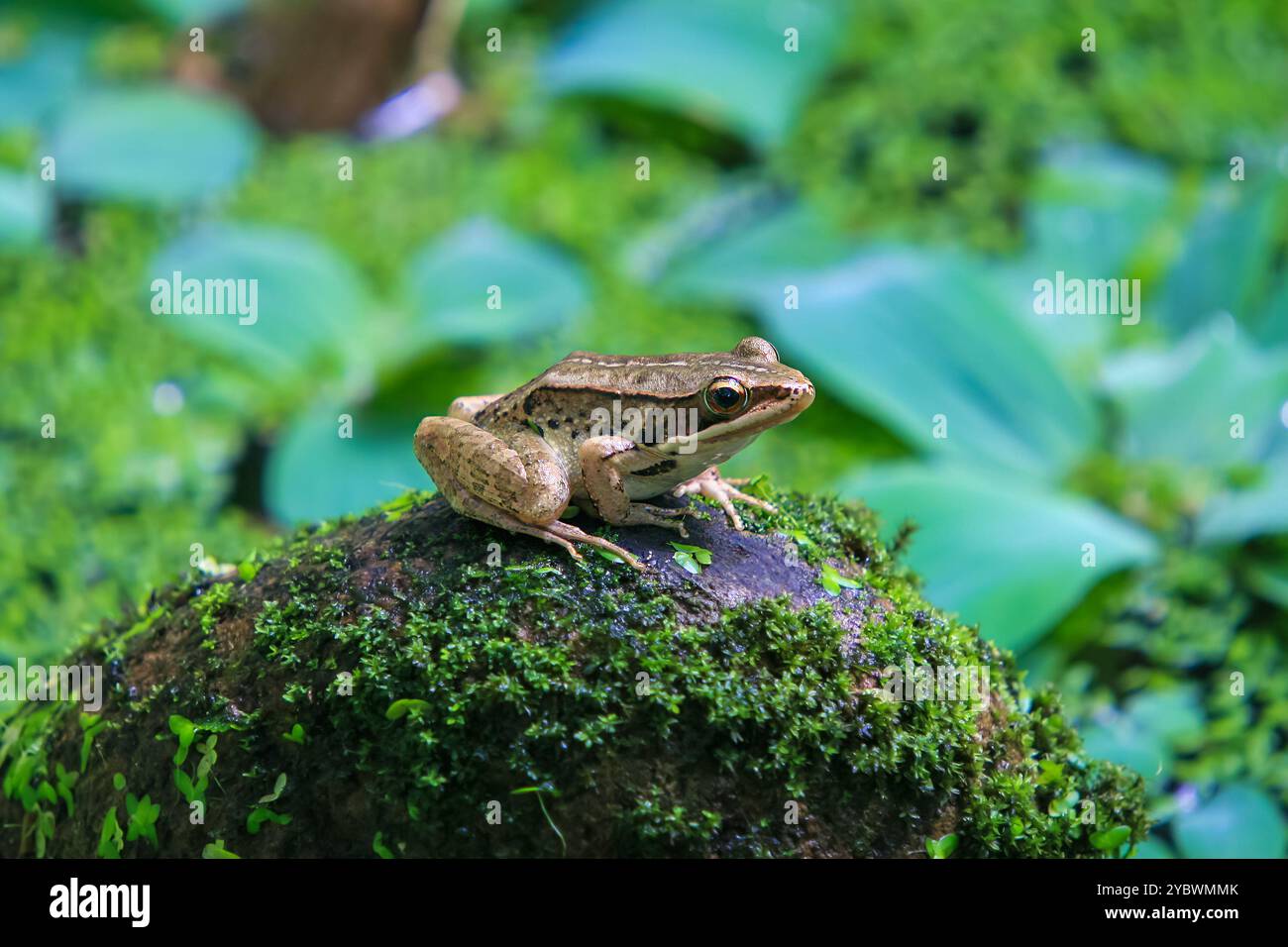 A olive frog (Nidirana adenopleura) is perched on a moss-covered rock ...