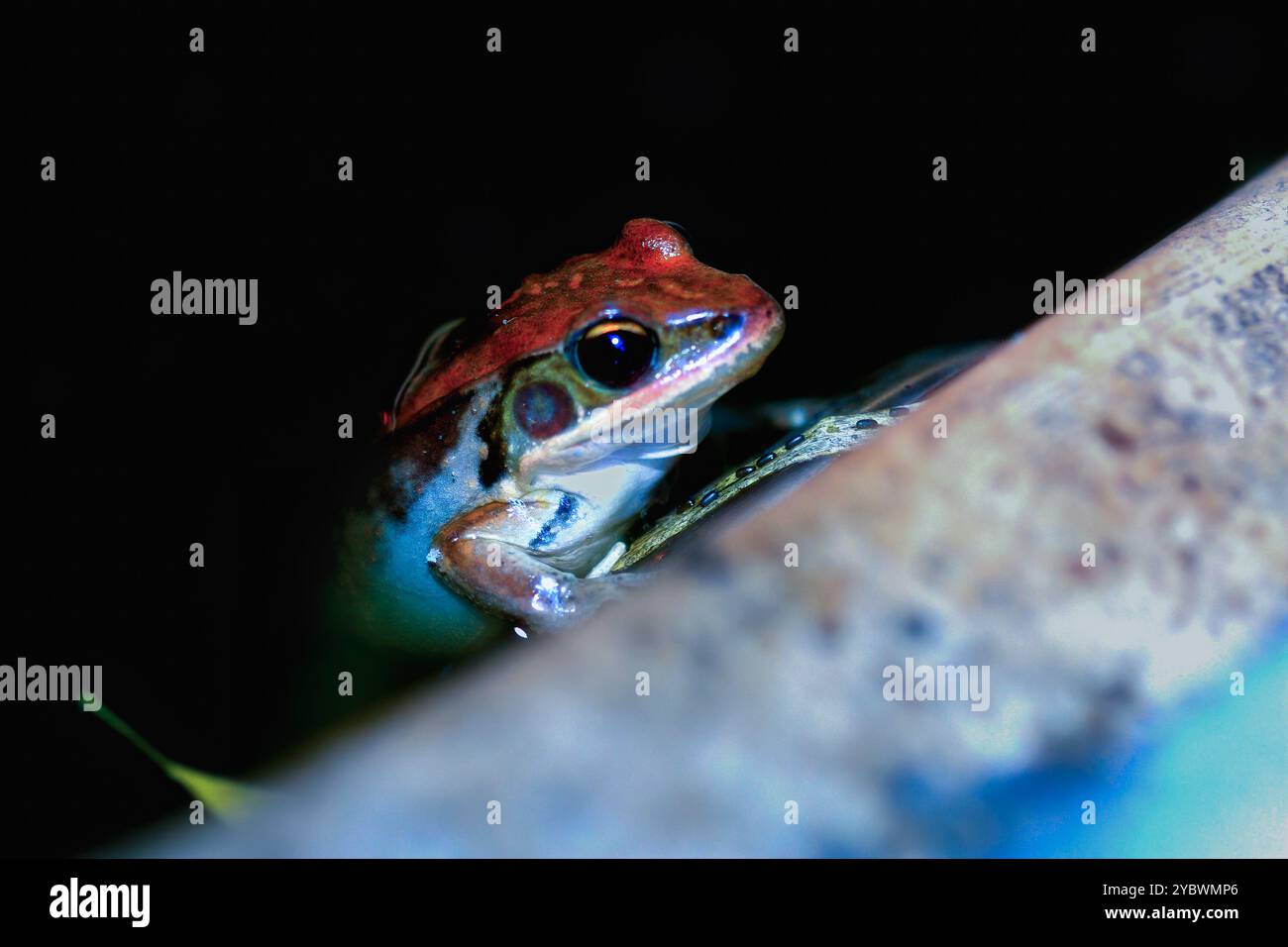 A close-up of an olive frog (Nidirana adenopleura) showing its large ...