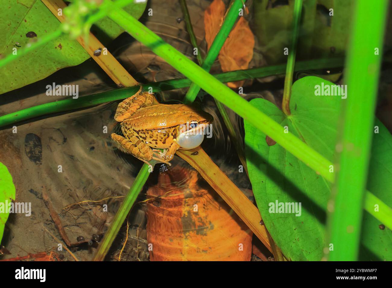 A male Olive frog (Nidirana adenopleura) is perched on a plant stem in ...