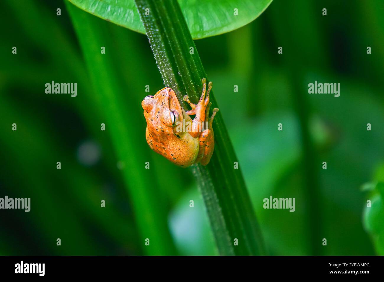 The spotted-legged tree frog, or Brauer's tree frog, is perfectly ...