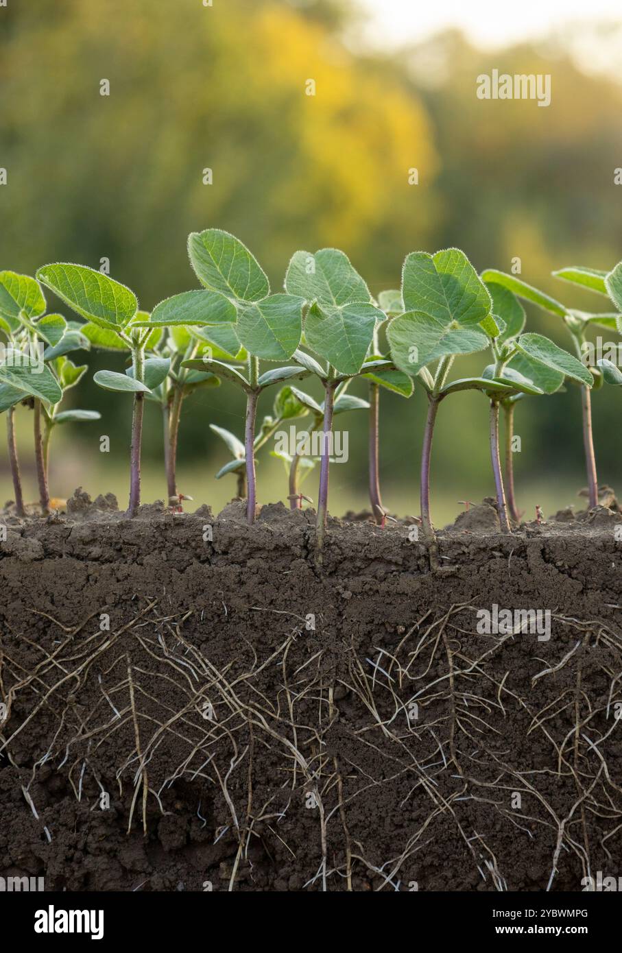 Soybean plants root hi-res stock photography and images - Alamy
