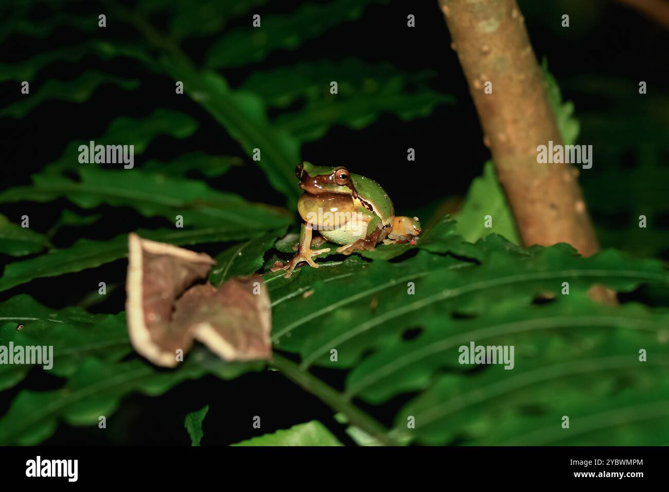 Green tree frog tadpole hi-res stock photography and images - Alamy