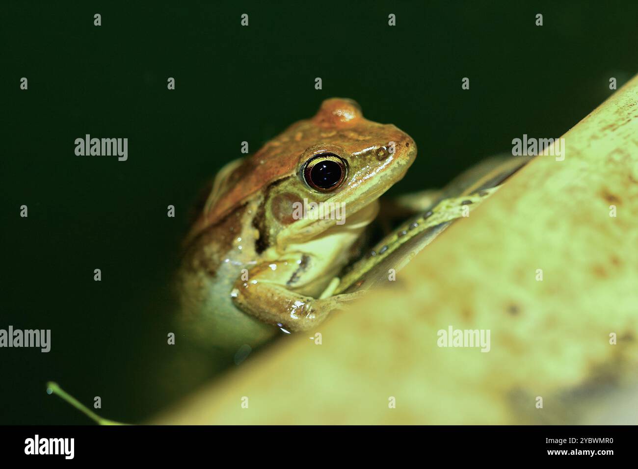 A close-up of an olive frog (Nidirana adenopleura) showing its large ...
