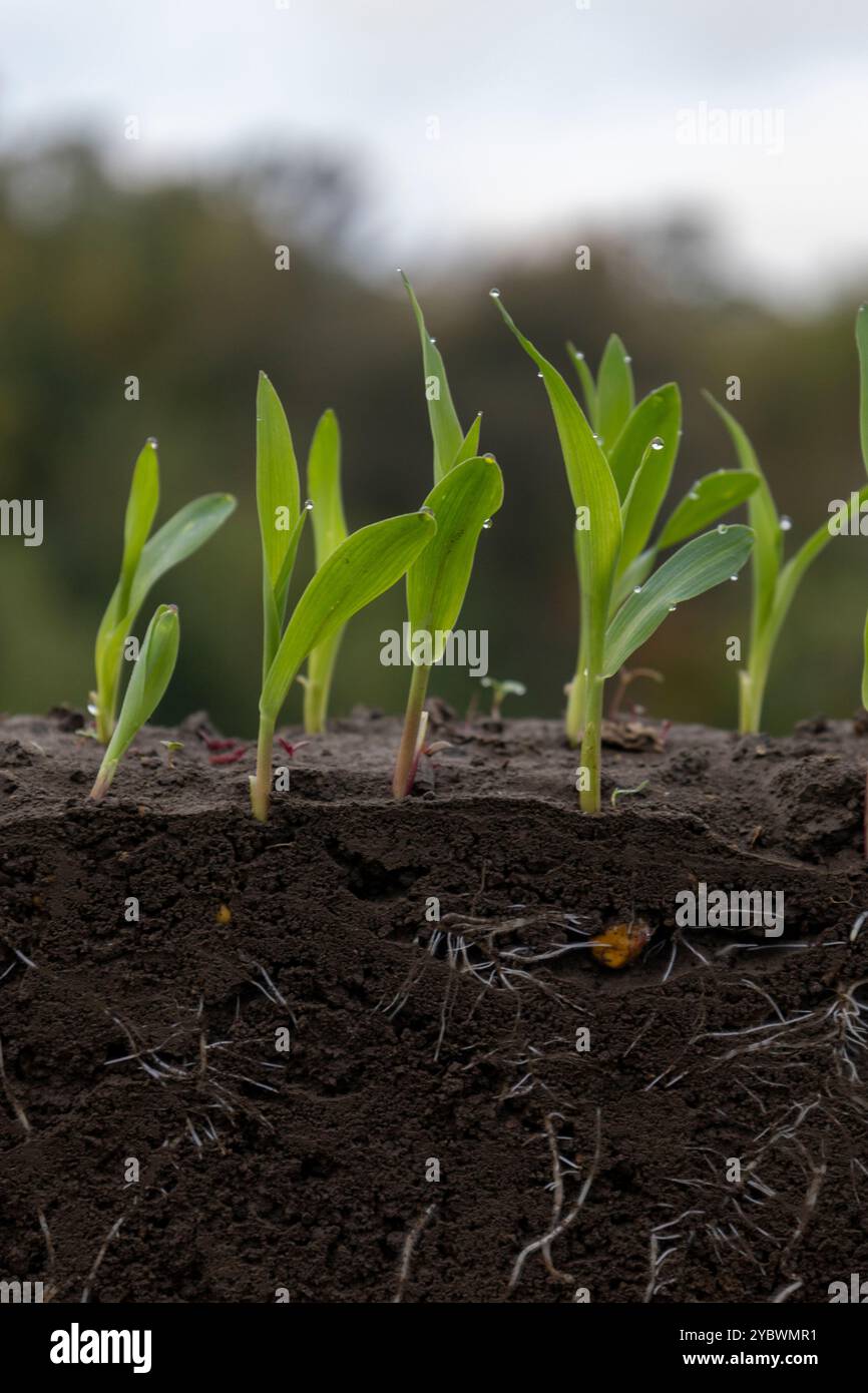 Young corn plants roots hi-res stock photography and images - Alamy