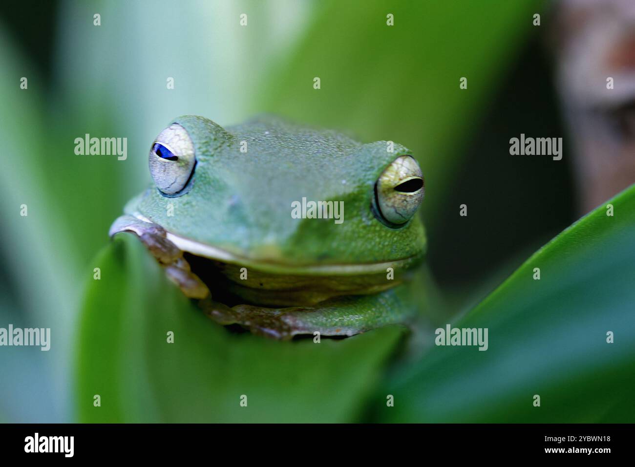 A vibrant green Taipei tree frog perched on a leaf in a lush, green ...