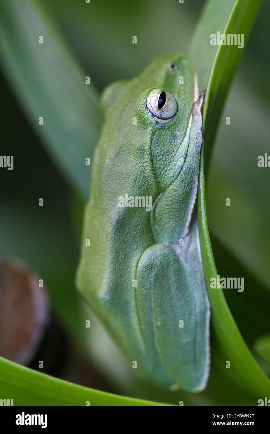 A vibrant green Taipei tree frog perched on a leaf in a lush, green ...
