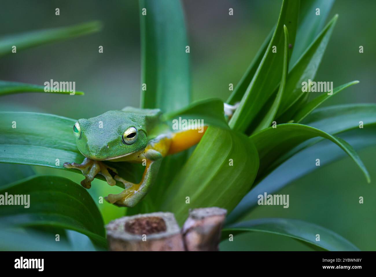 A vibrant green Taipei tree frog perched on a leaf in a lush, green ...