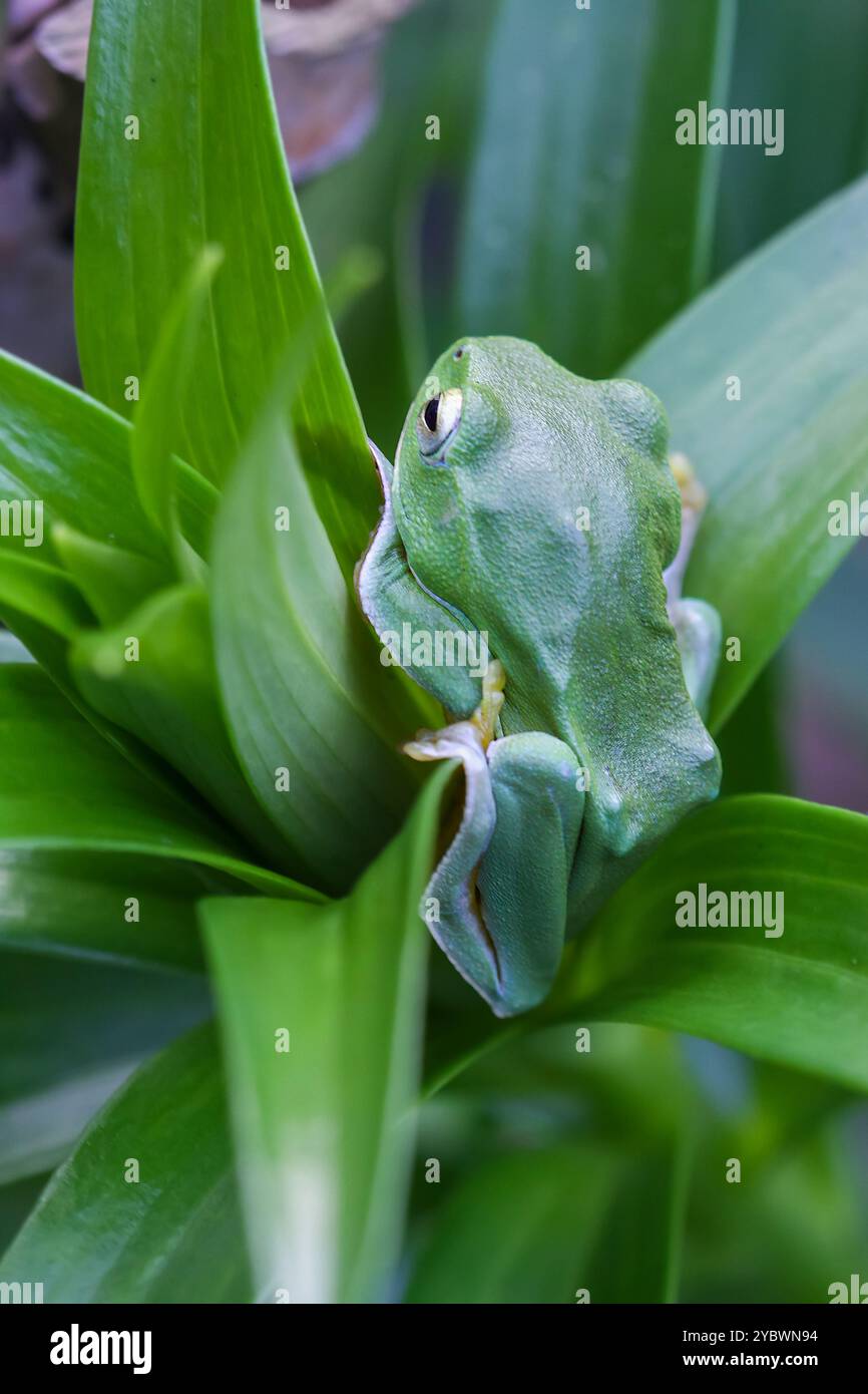 A vibrant green Taipei tree frog perched on a leaf in a lush, green ...