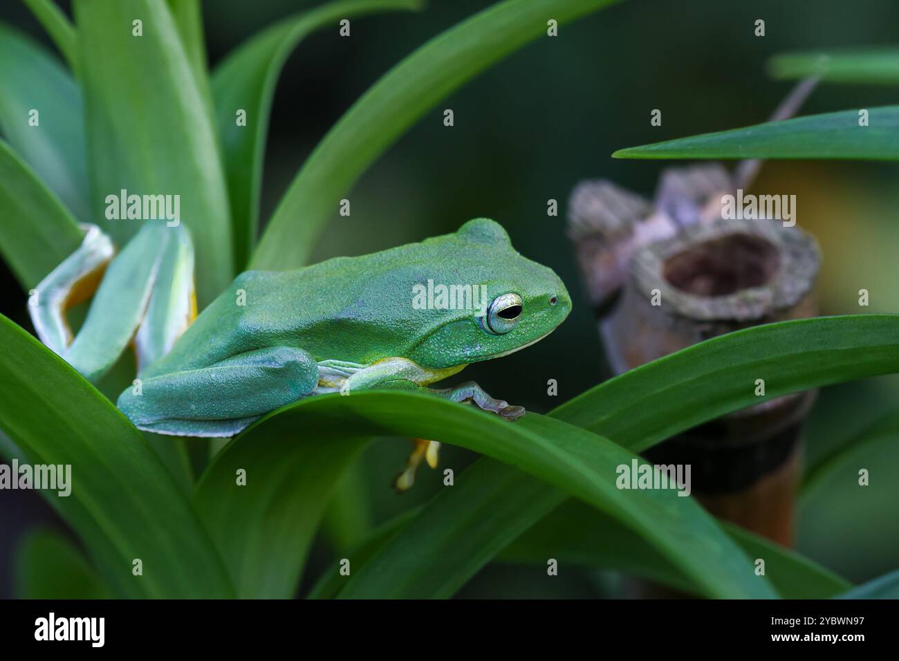 A vibrant green Taipei tree frog perched on a leaf in a lush, green ...