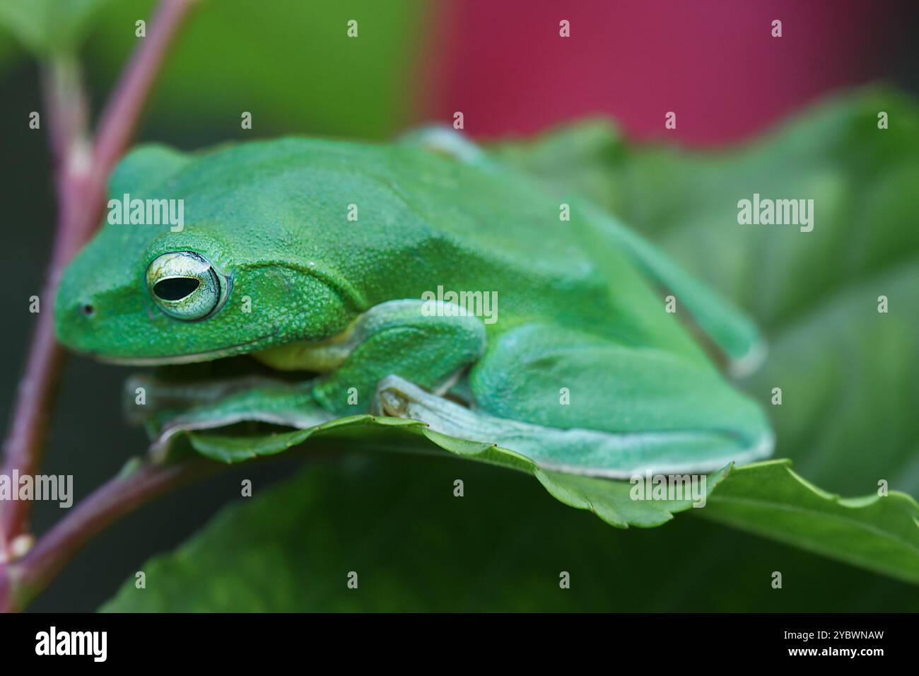 A vibrant green Taipei tree frog perched on a leaf in a lush, green ...