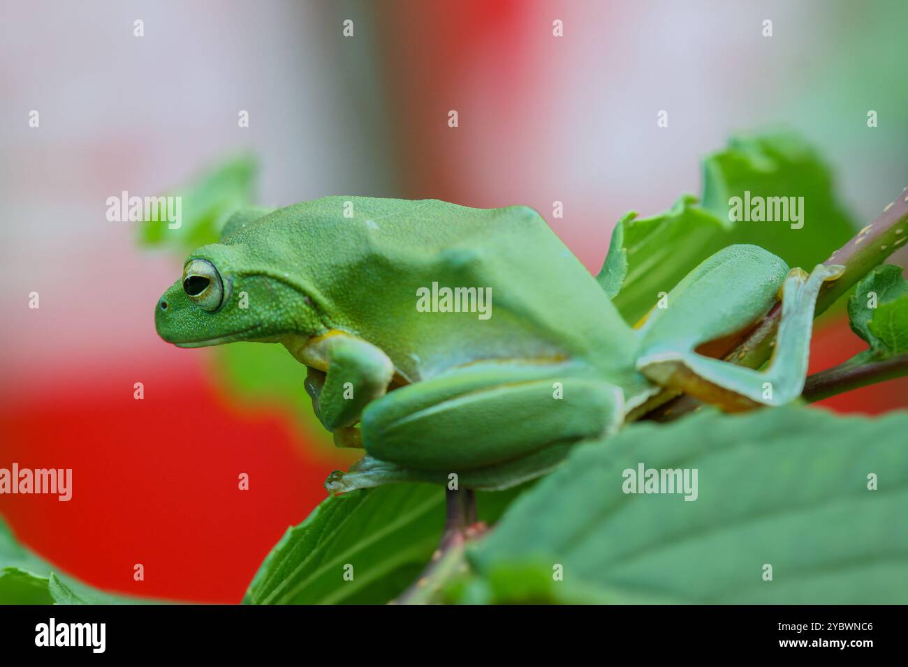A vibrant green Taipei tree frog perched on a leaf in a lush, green ...