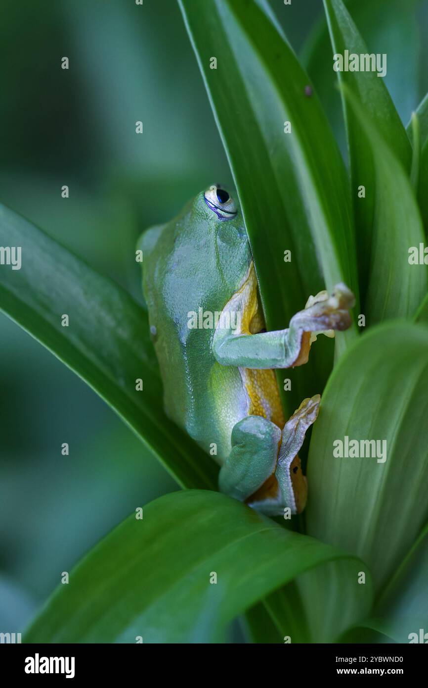 A vibrant green Taipei tree frog perched on a leaf in a lush, green ...