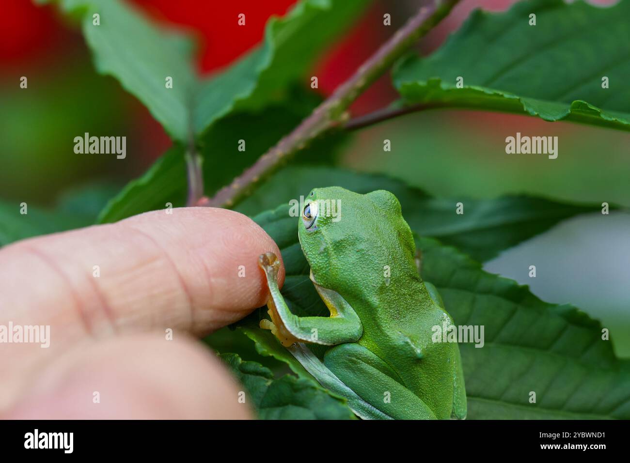 A vibrant green Taipei tree frog perched on a leaf in a lush, green ...