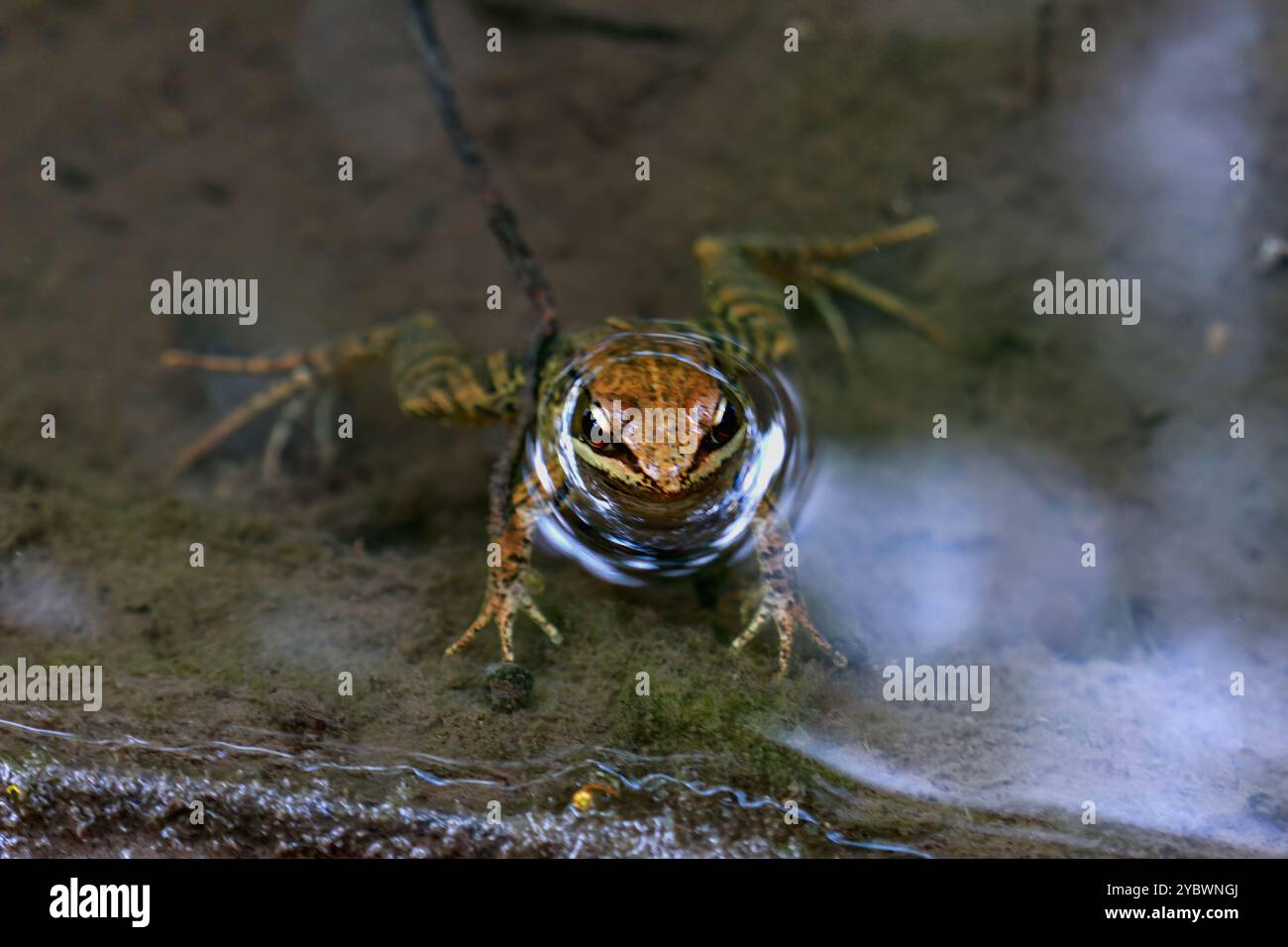 A close-up of an Olive frog's face as it peeks out of the water. The ...