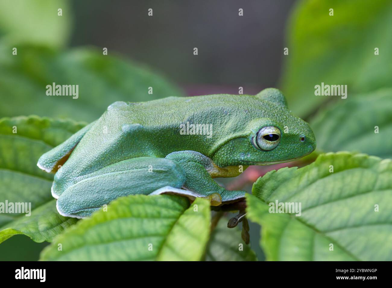 A vibrant green Taipei tree frog perched on a leaf in a lush, green ...