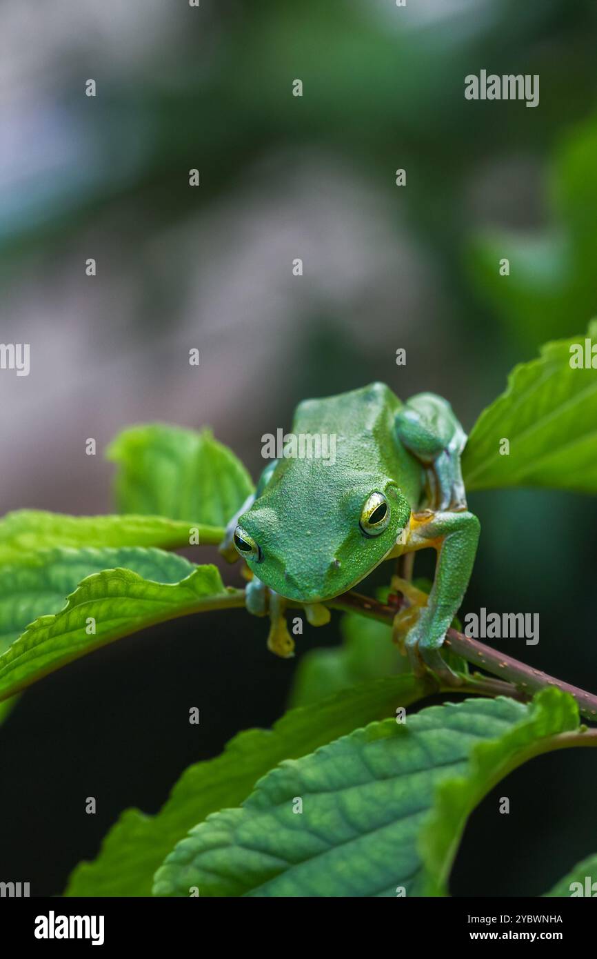 A vibrant green Taipei tree frog perched on a leaf in a lush, green ...