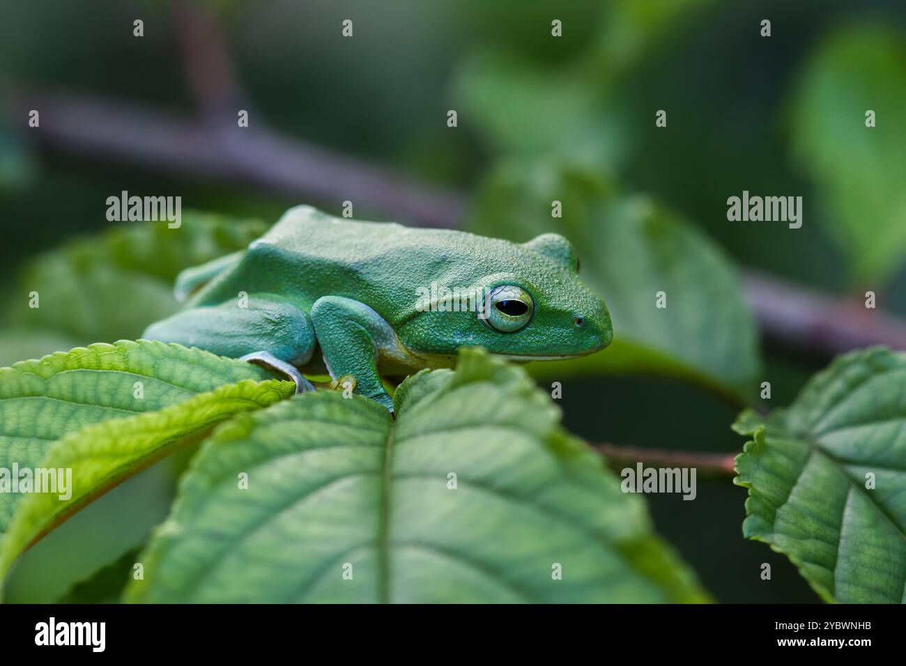 A vibrant green Taipei tree frog perched on a leaf in a lush, green ...