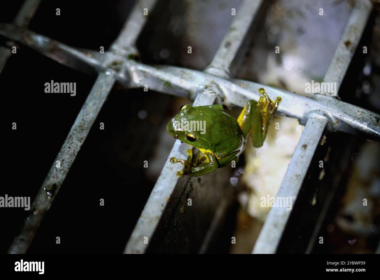 A small, vibrant green Taipei tree frog (Zhangixalus taipeianus) clings ...