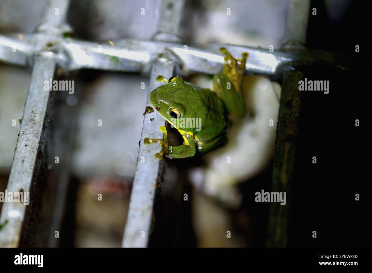 A small, vibrant green Taipei tree frog (Zhangixalus taipeianus) clings ...