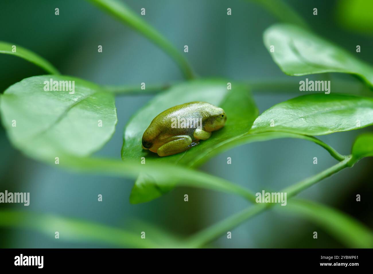 A recently metamorphosed Chinese tree frog (Hyla chinensis) perches on ...