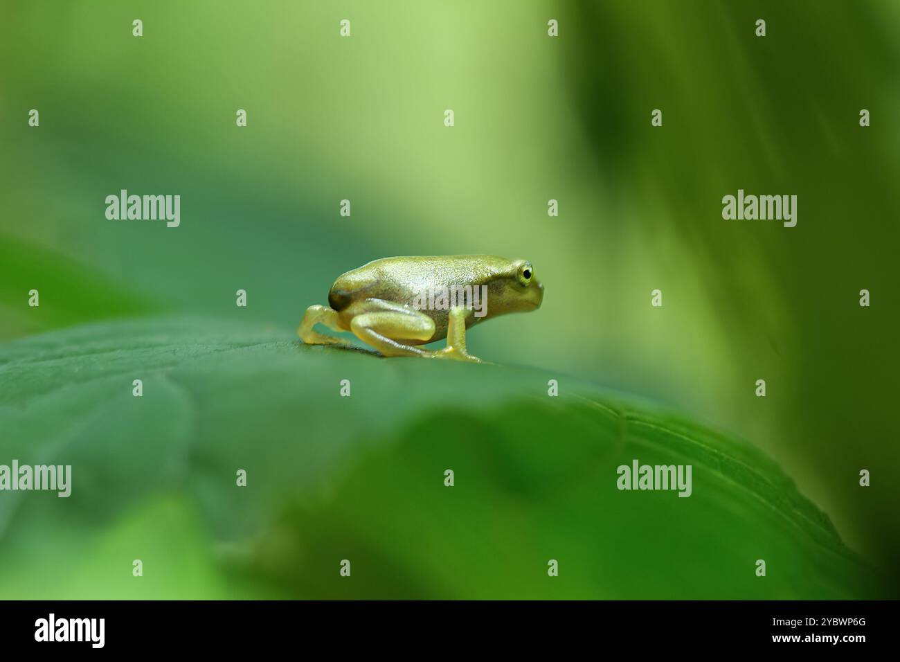 A recently metamorphosed Chinese tree frog (Hyla chinensis) perches on ...