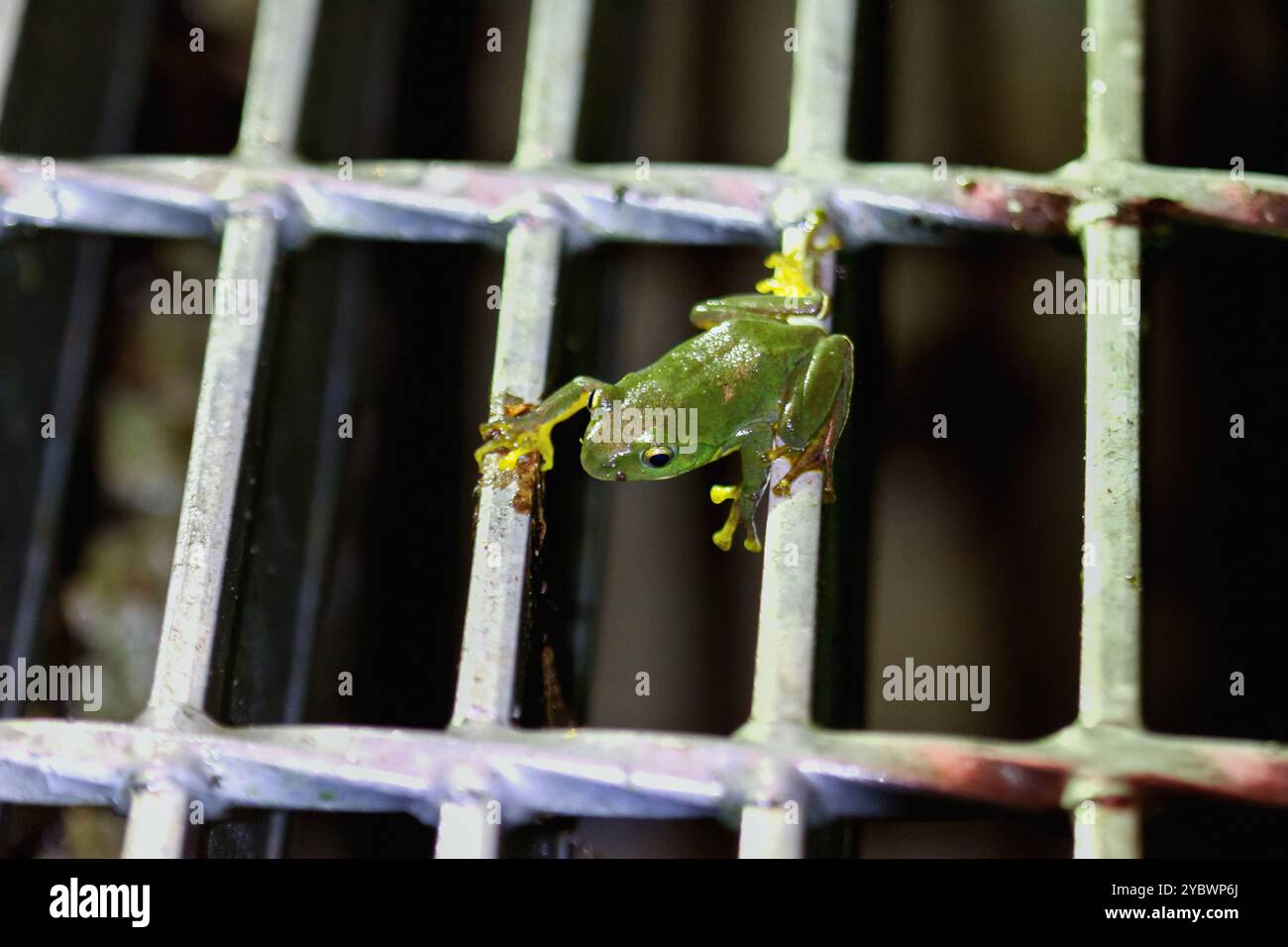 A small, vibrant green Taipei tree frog (Zhangixalus taipeianus) clings ...