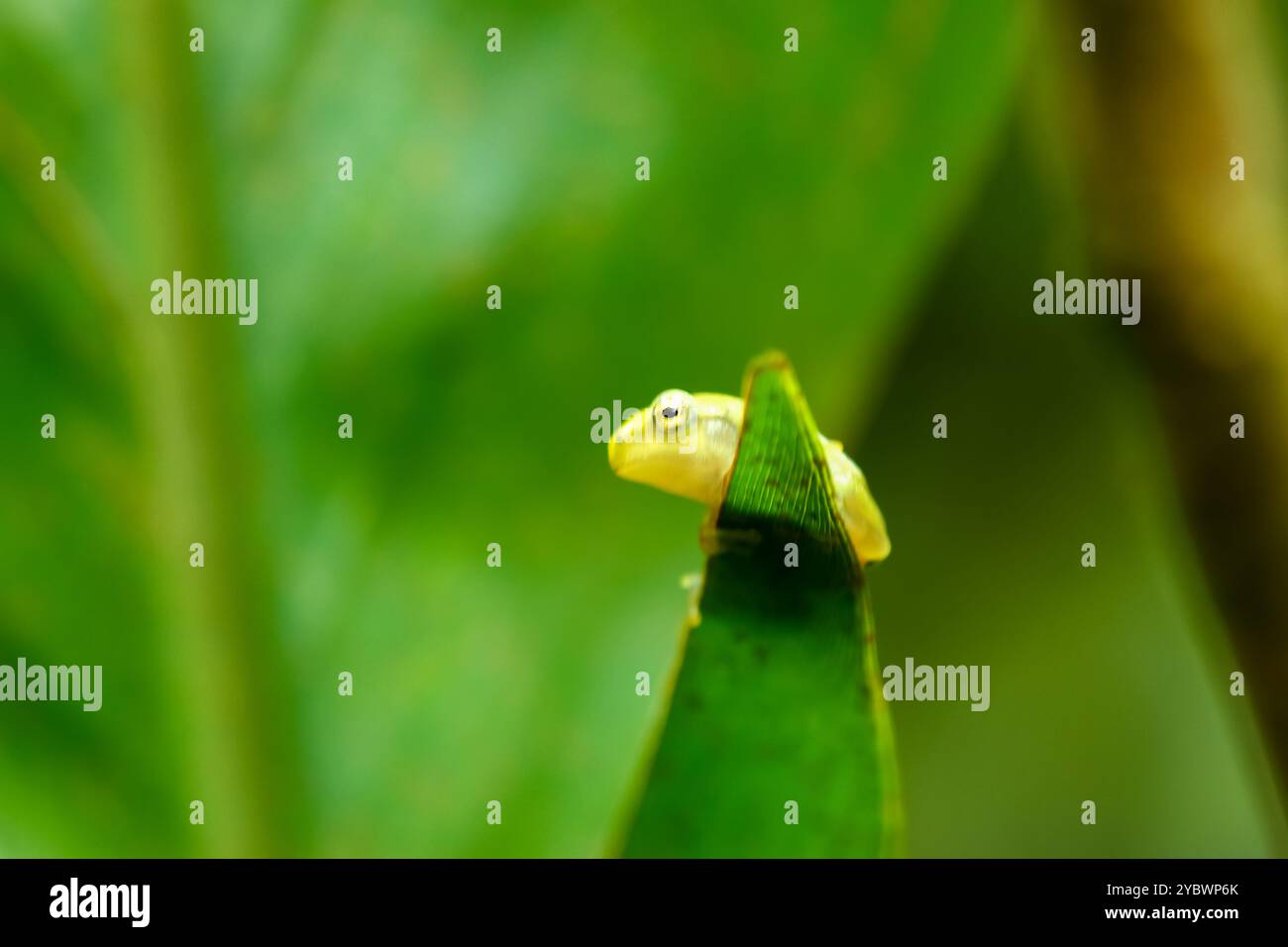 A recently metamorphosed Chinese tree frog (Hyla chinensis) perches on ...
