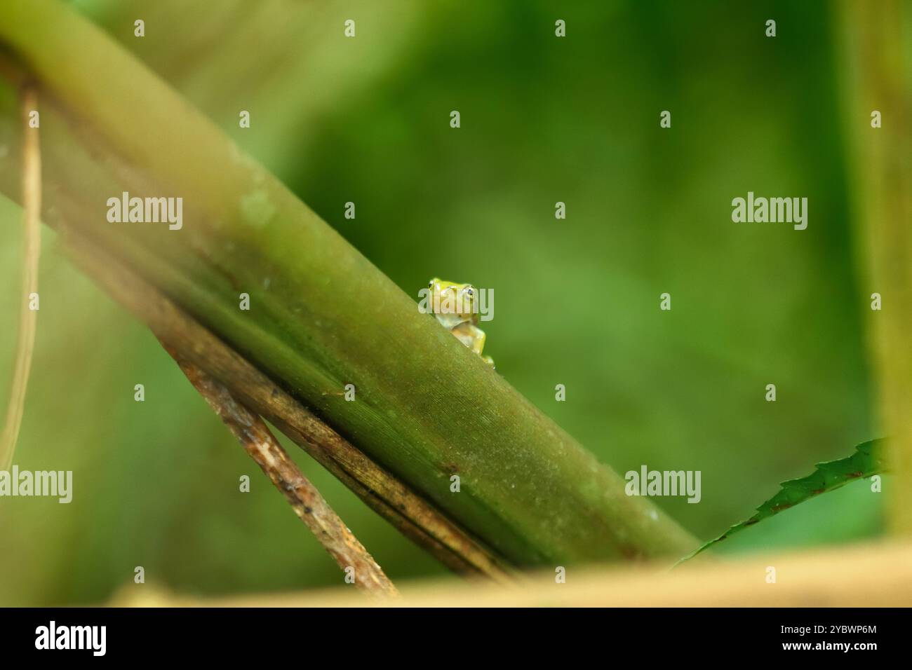 A recently metamorphosed Chinese tree frog (Hyla chinensis) perches on ...