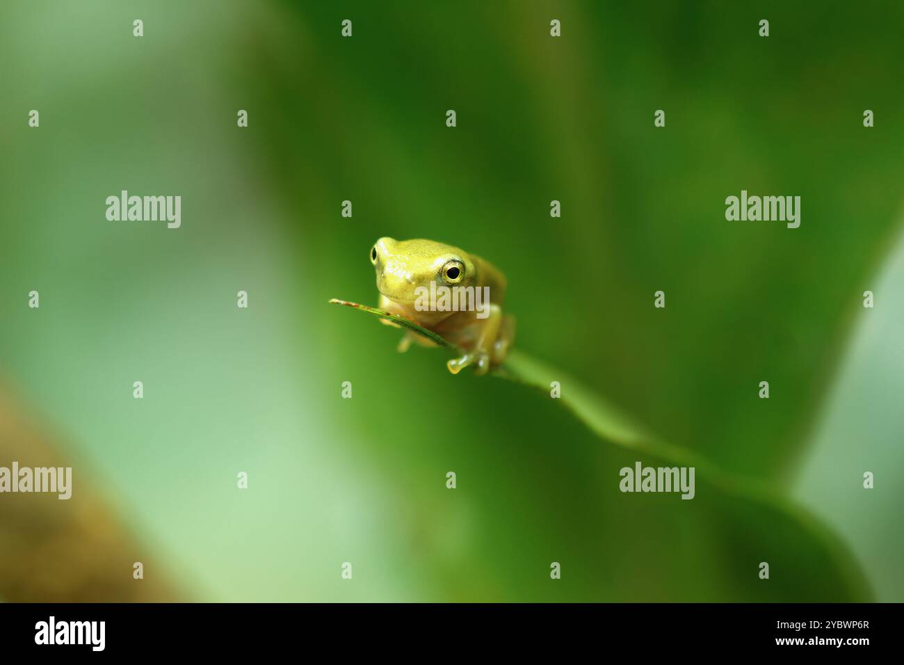 A recently metamorphosed Chinese tree frog (Hyla chinensis) perches on ...