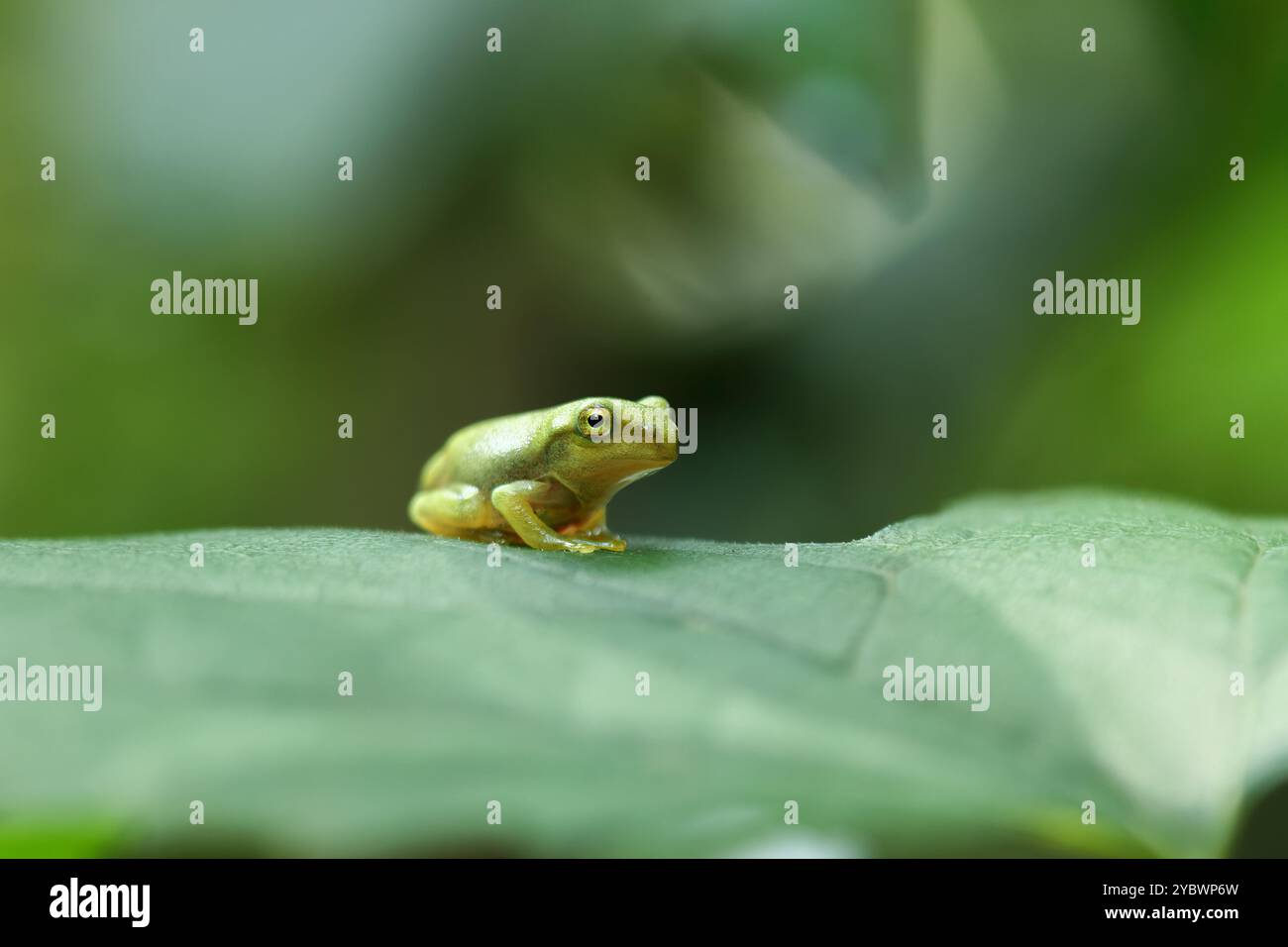 A recently metamorphosed Chinese tree frog (Hyla chinensis) perches on ...