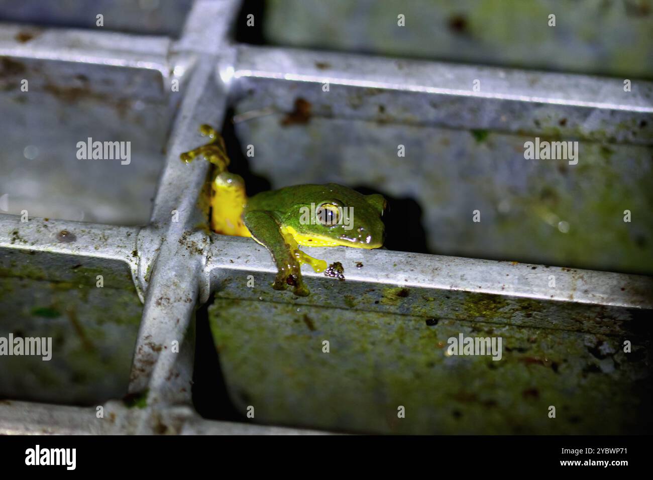 Zhangixalus taipeianus hi-res stock photography and images - Alamy