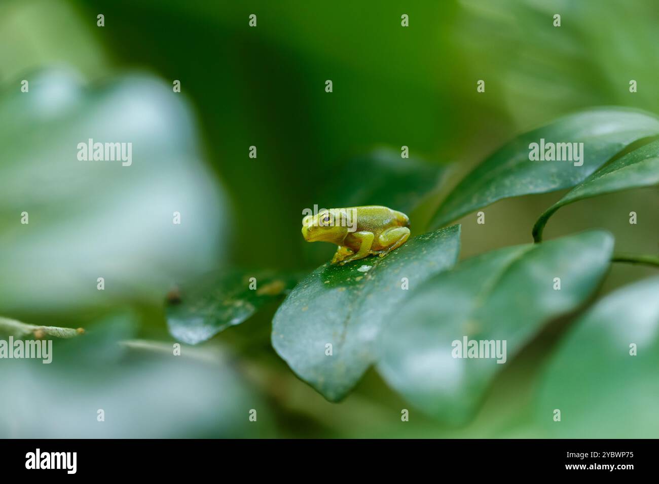 A recently metamorphosed Chinese tree frog (Hyla chinensis) perches on ...