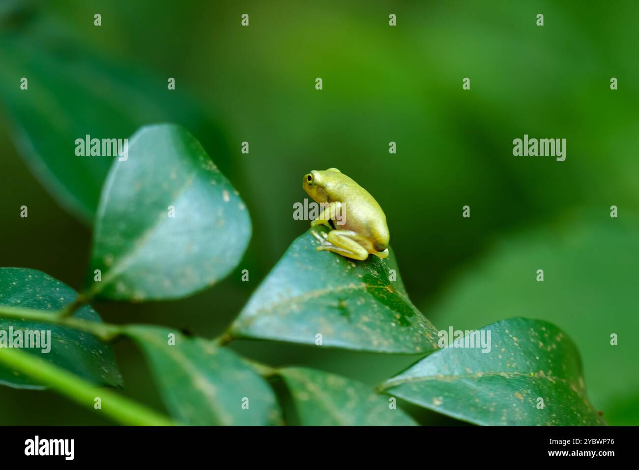 A recently metamorphosed Chinese tree frog (Hyla chinensis) perches on ...