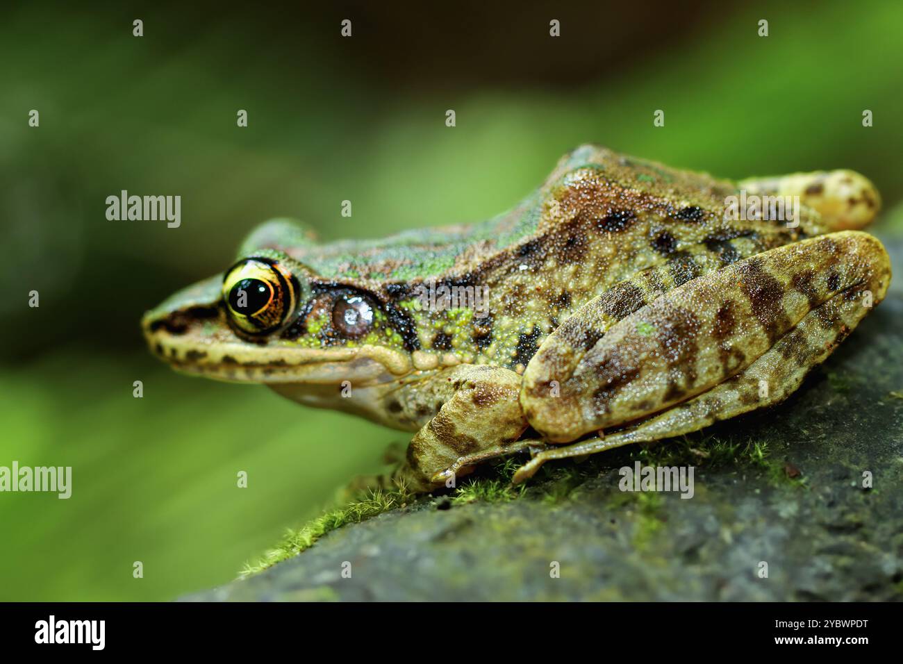 A vibrant Swinhoe's Frog (Odorrana swinhoana) is perched on a mossy log ...