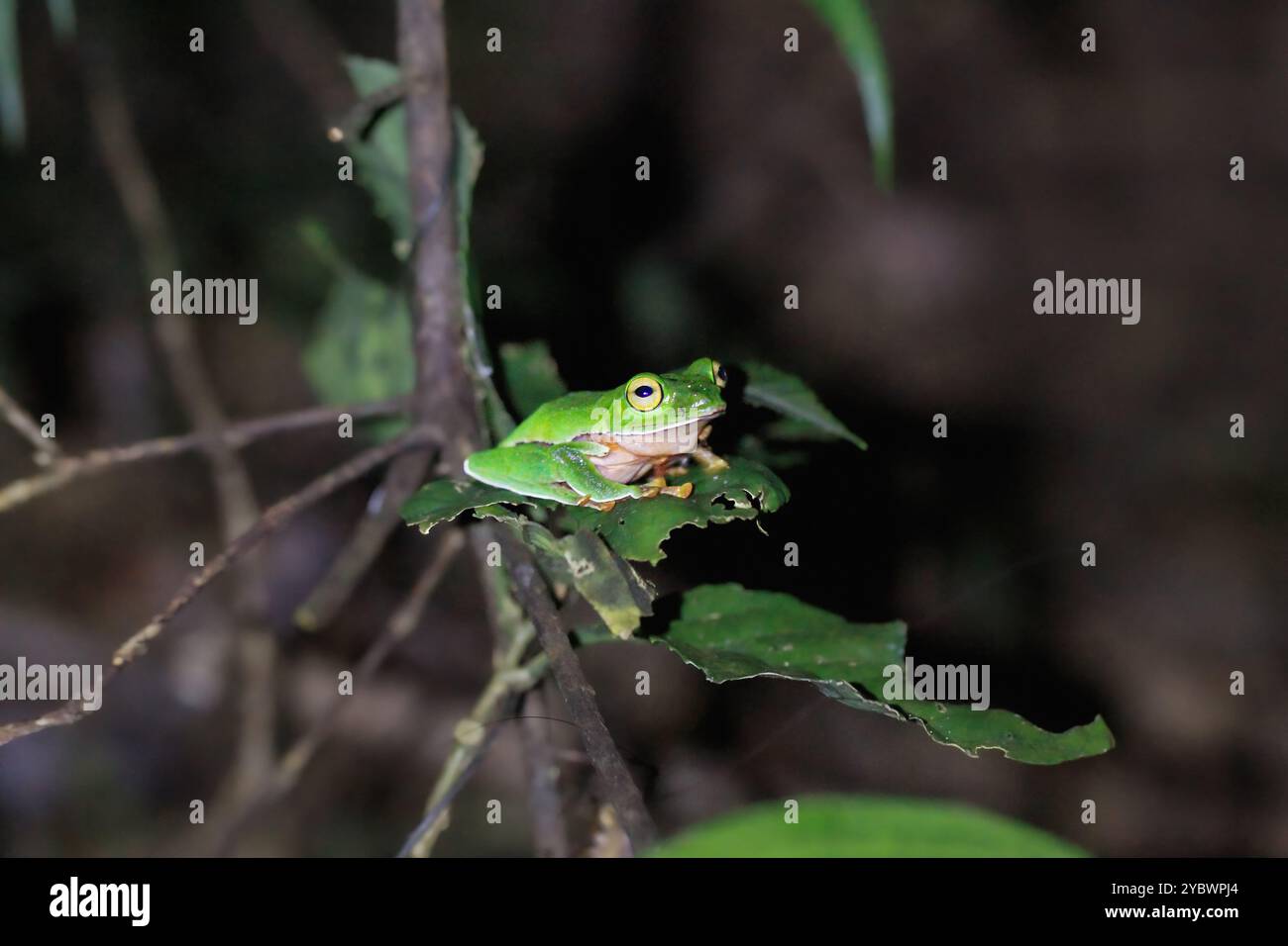 Frog yellow black red belly hi-res stock photography and images - Alamy