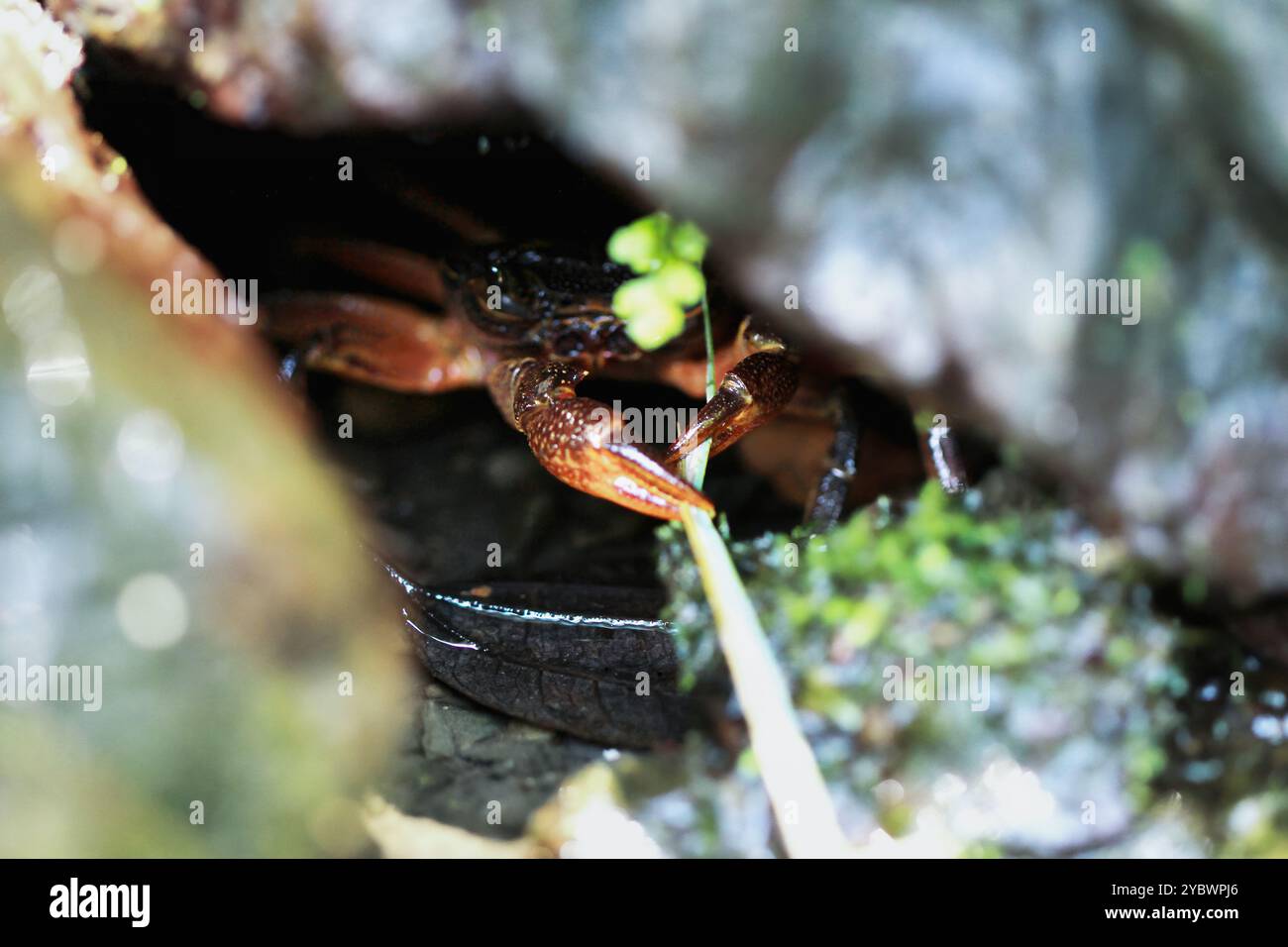 A macro photograph of a Rathbun's freshwater crab in its natural habitat. The crab is partially ...