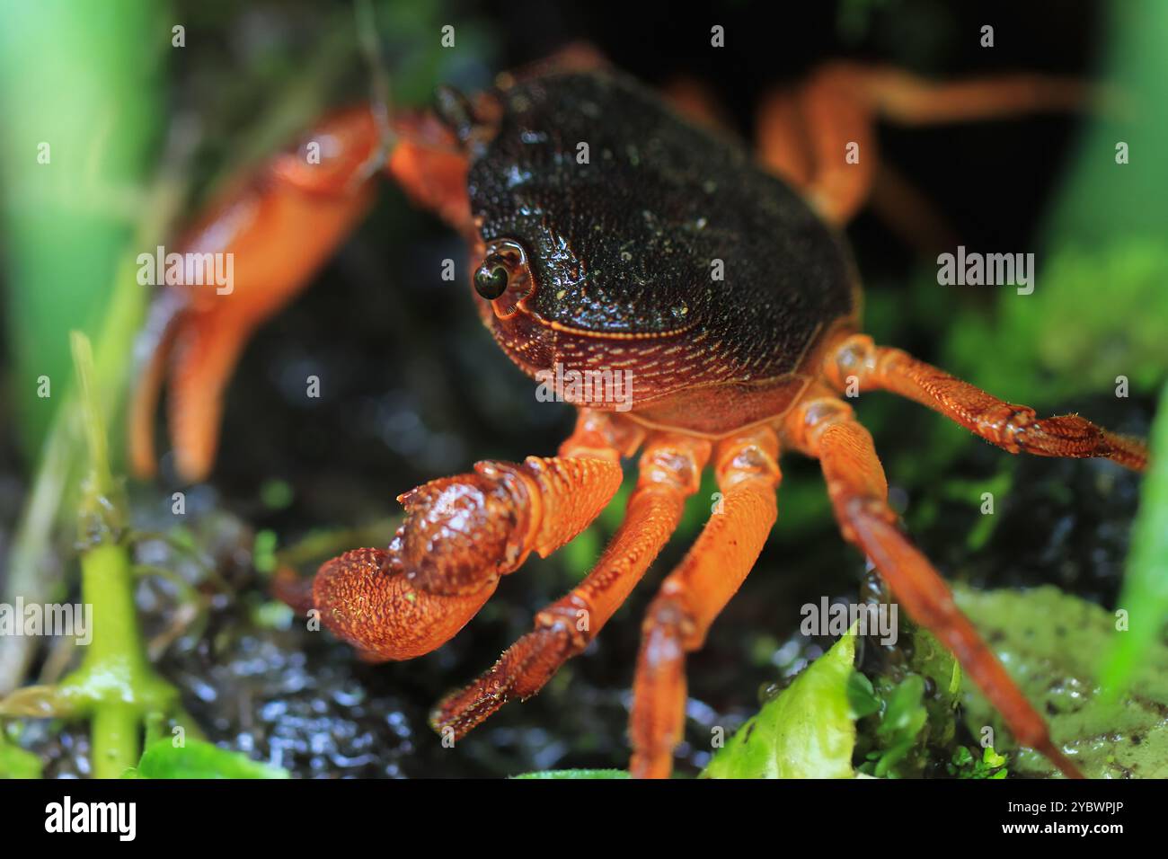 A macro photograph of a Rathbun's freshwater crab's face, showcasing its intricate details and ...