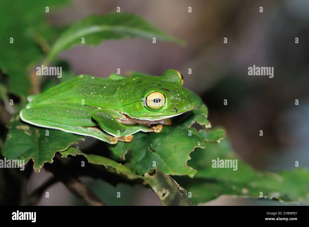 A vibrant Taipei tree frog (Zhangixalus taipeianus) is perched on a ...